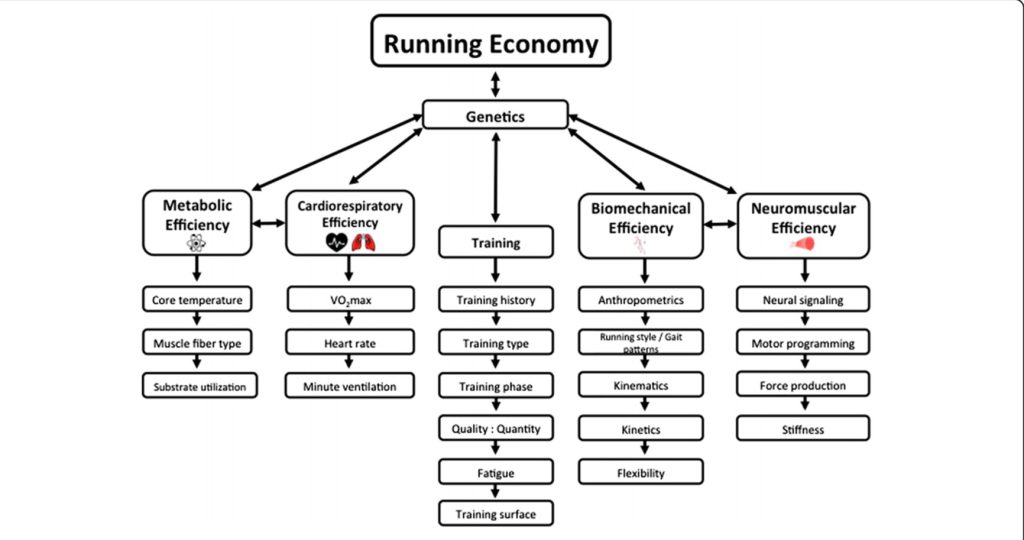 Running economy วิ่งประหยัดพลังงาน หัวใจของการวิ่งมาราธอน - Avarin ...
